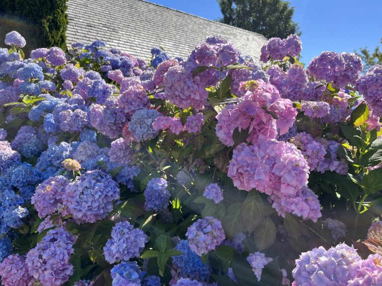 Things to Do - London Farm - Richmond, BC